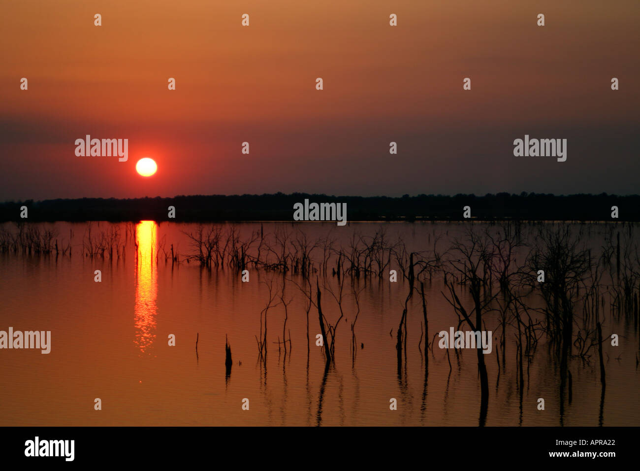 sun bright dawn early late set dark weeds water pond wilderness river ...
