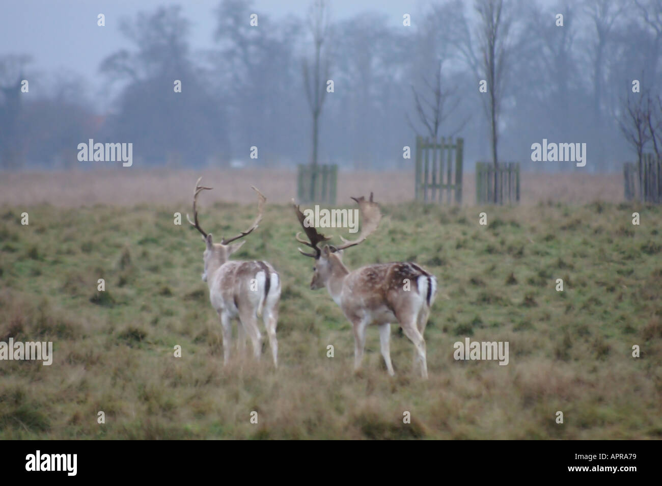 deer in Home park Hampton Court on a misty morning Stock Photo - Alamy