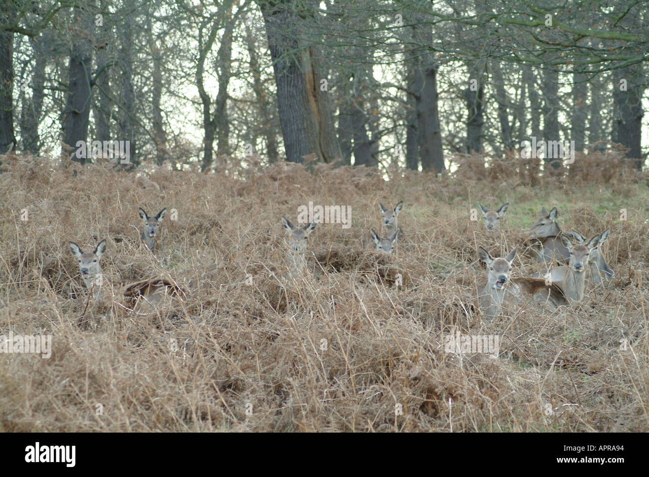 London royal deer park hi-res stock photography and images - Alamy