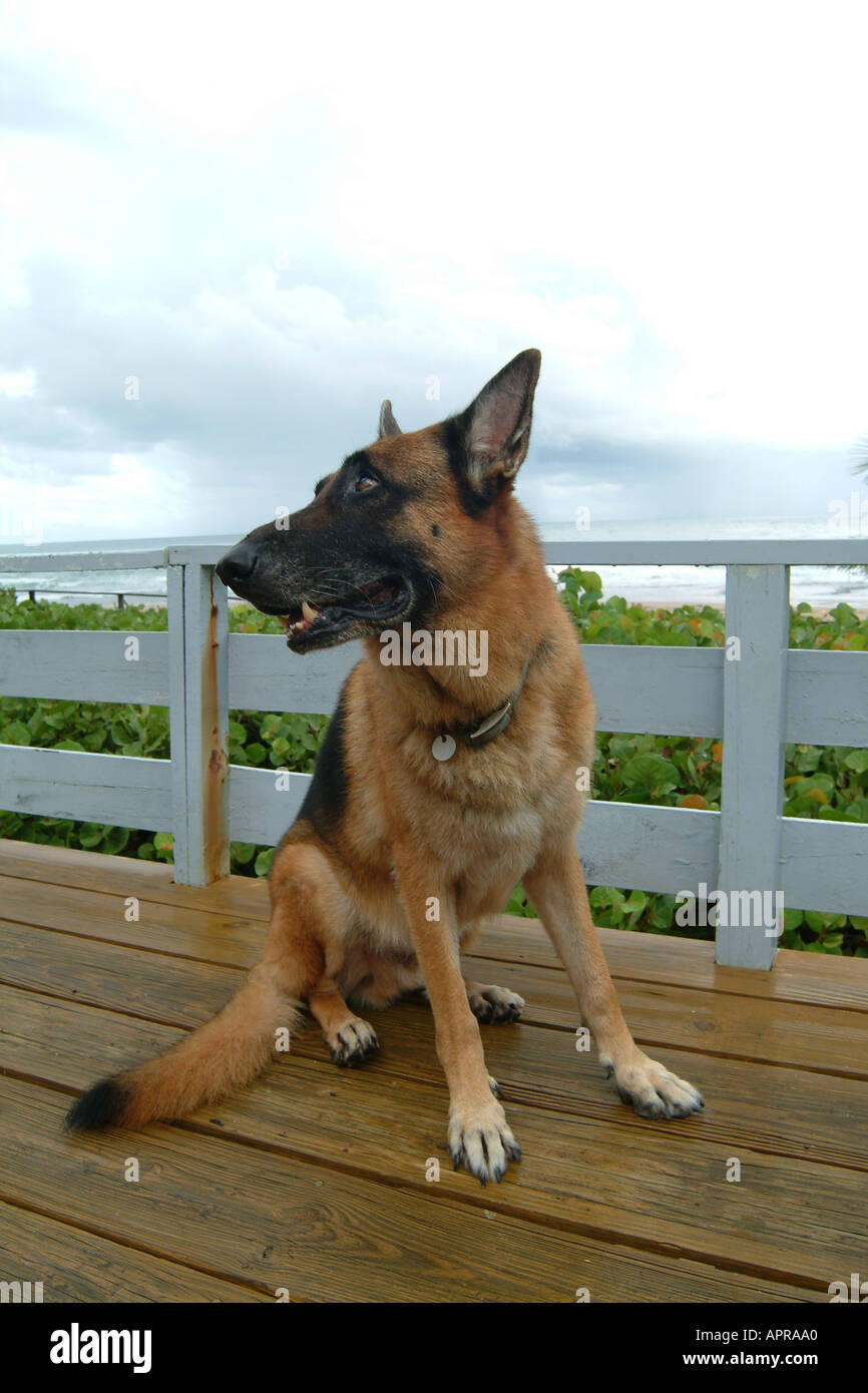 Alsatian German Shepherd dog Stock Photo - Alamy