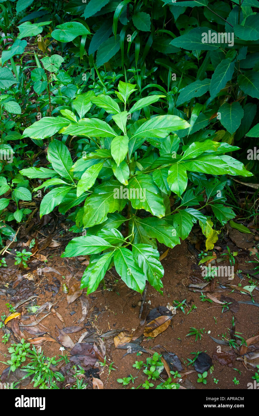 Noni tree hi-res stock photography and images - Alamy