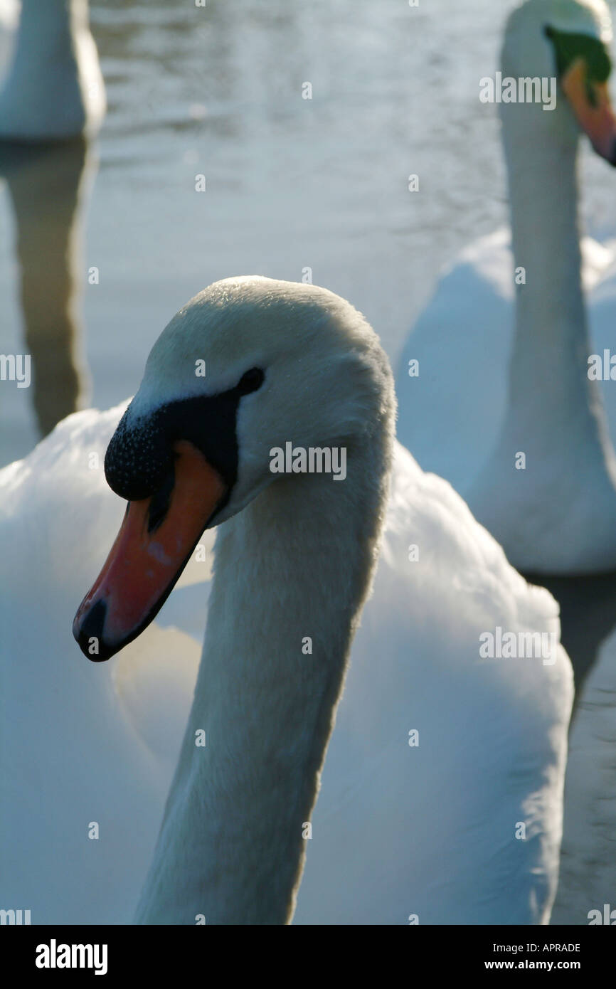 White swan at Arundel Wetland Centre England Stock Photo - Alamy