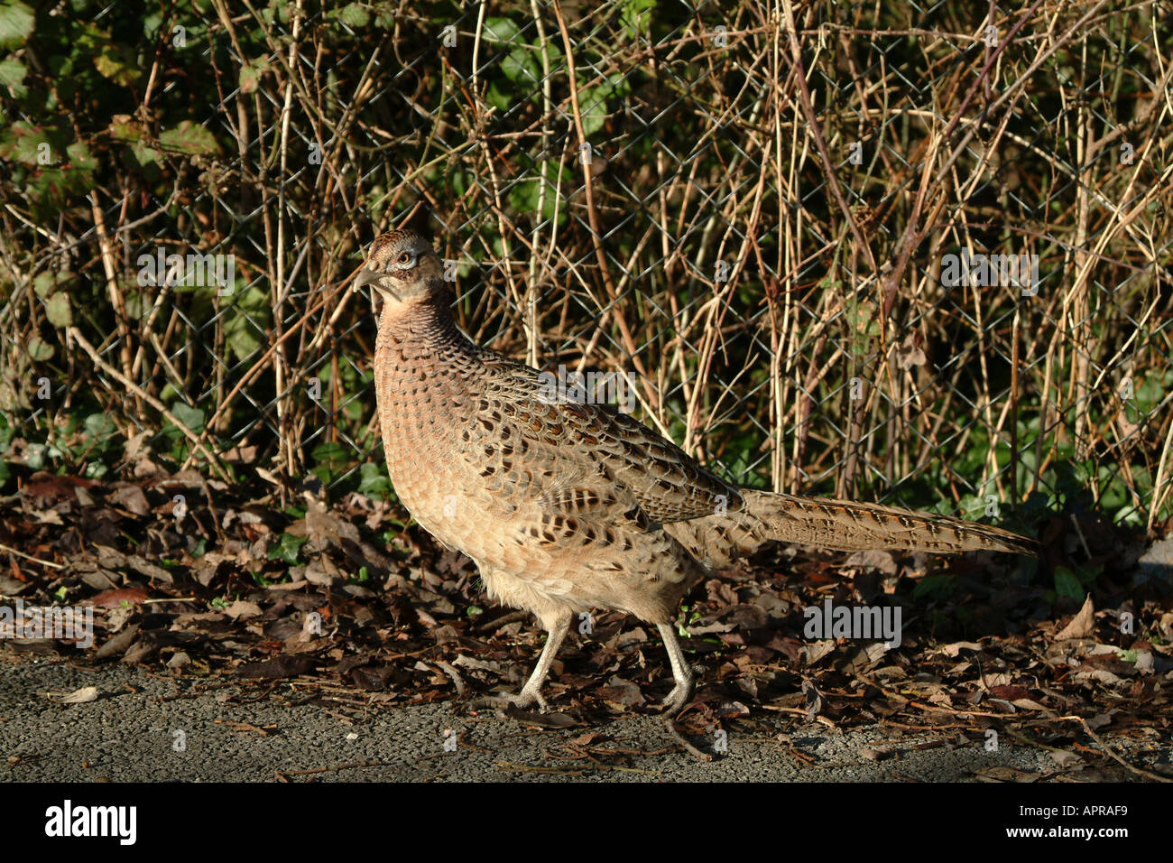 Female Pheasant Wildfowl in Arundel Bird Sanctuary Stock Photo - Alamy