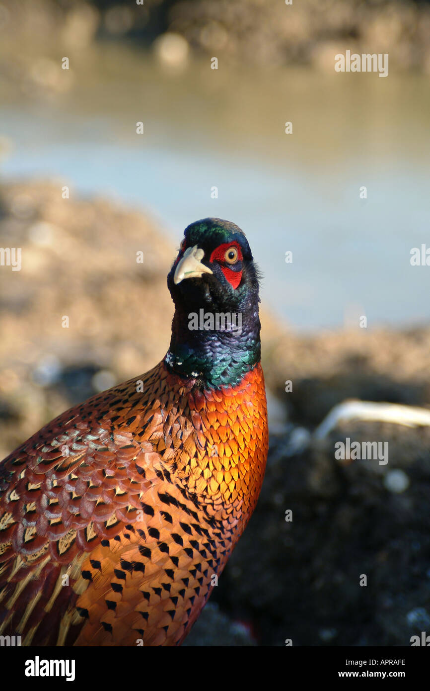 Looking startled hi-res stock photography and images - Alamy