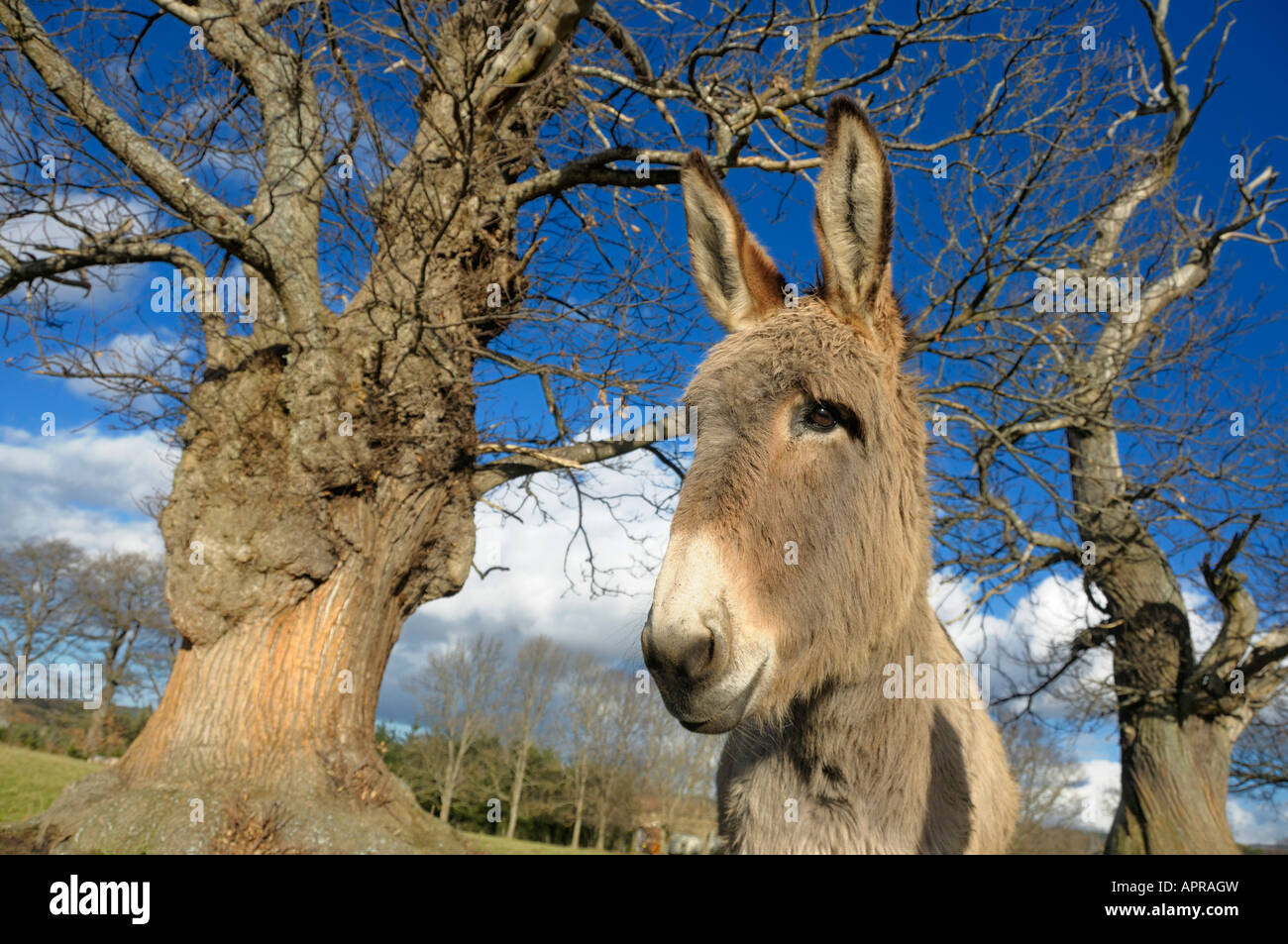 Portrait of a donkey Stock Photo - Alamy
