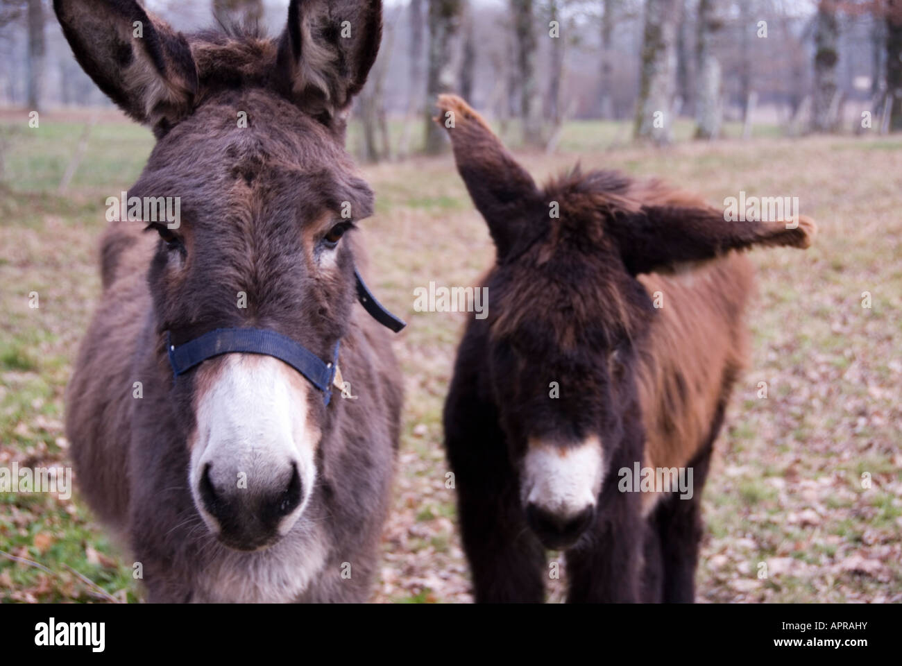 Image of shaggy long haired donkeys in a field The image was taken in ...