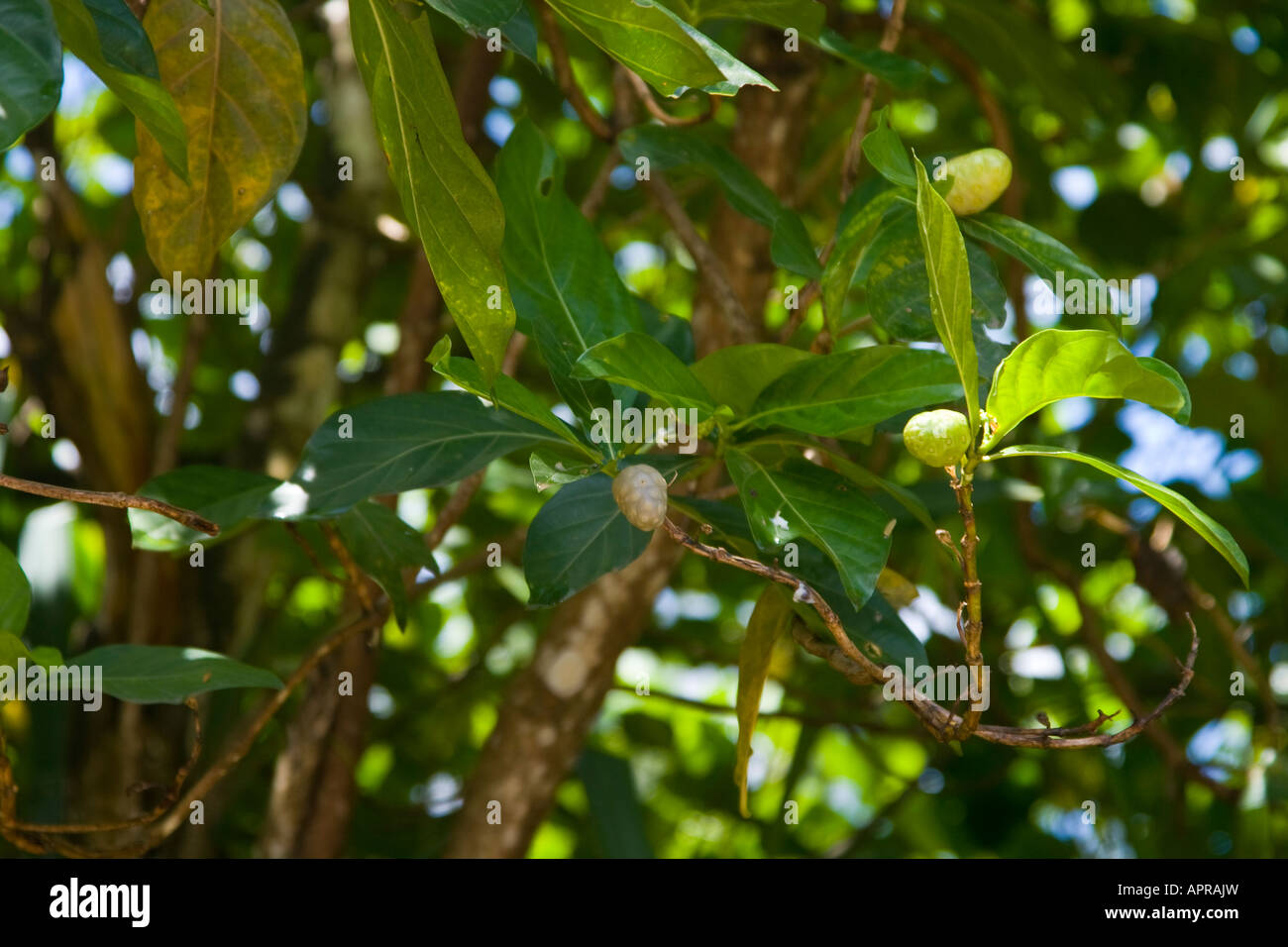 Noni Fruit on a Noni Tree on Yap Island Stock Photo - Alamy