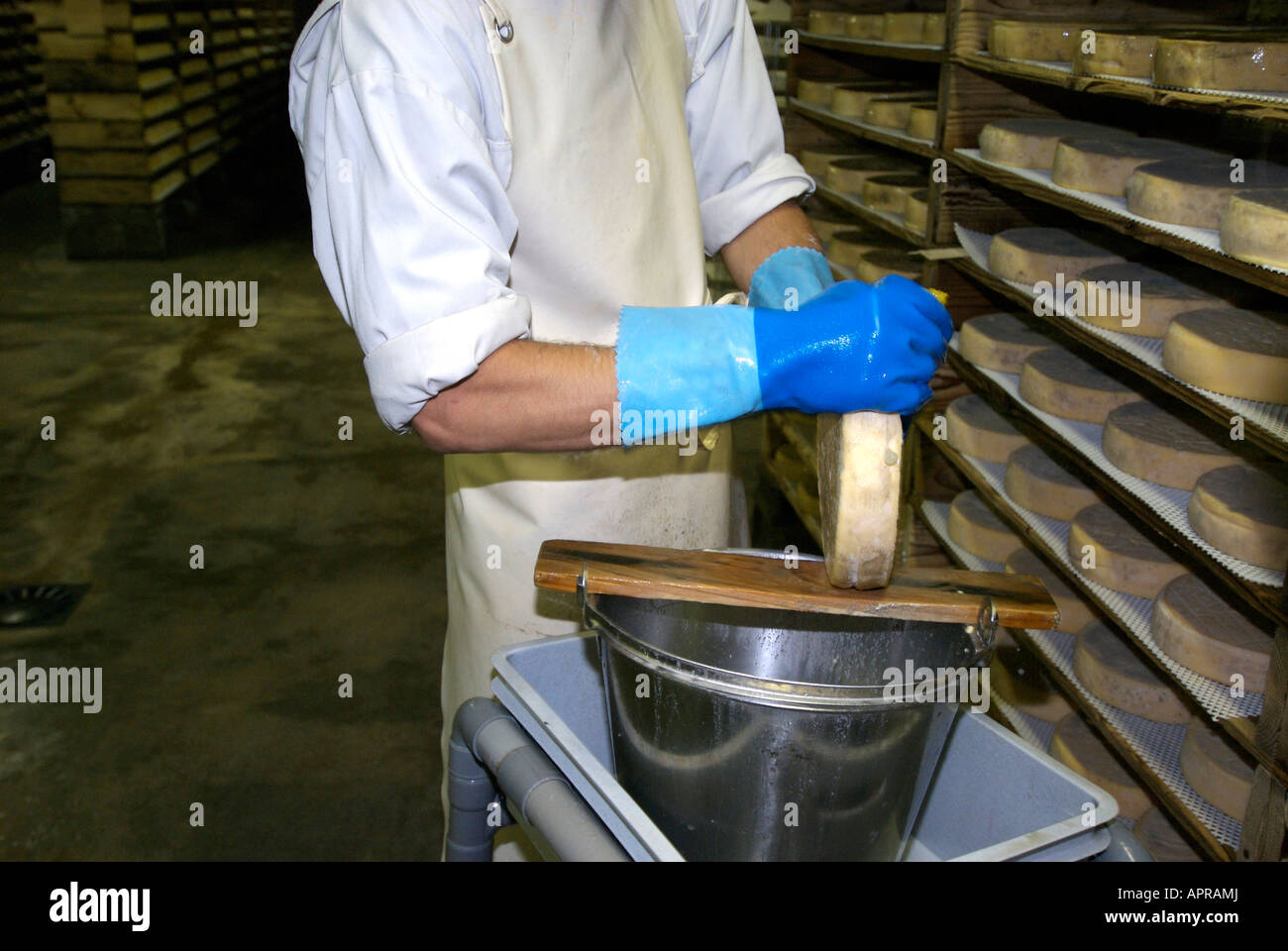 Cheese seller washing a st nectaire in the cellar. Auvergne. France ...
