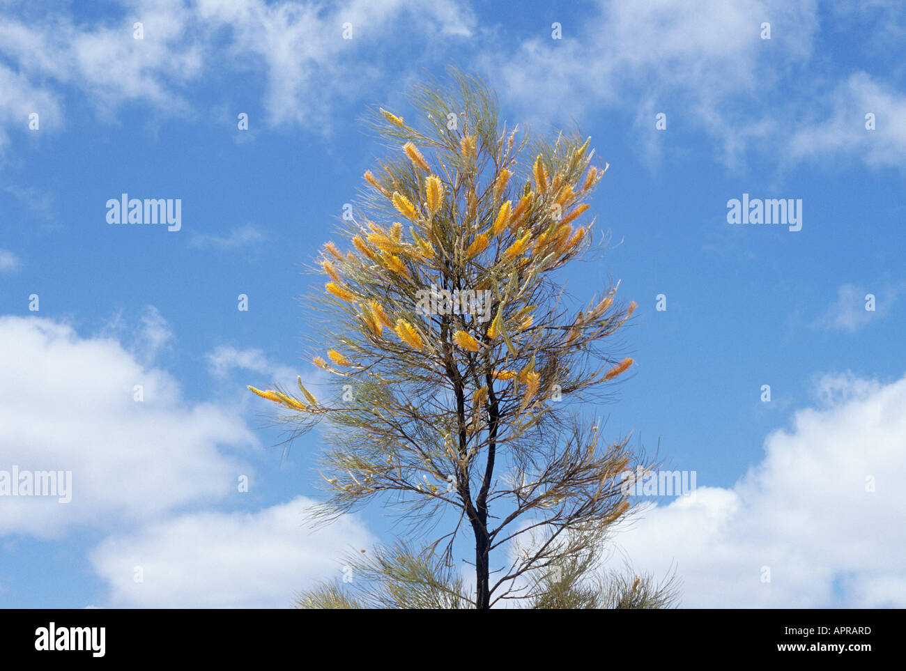 Grevillea tree a member of the Proteacea family noted for its vivid red ...