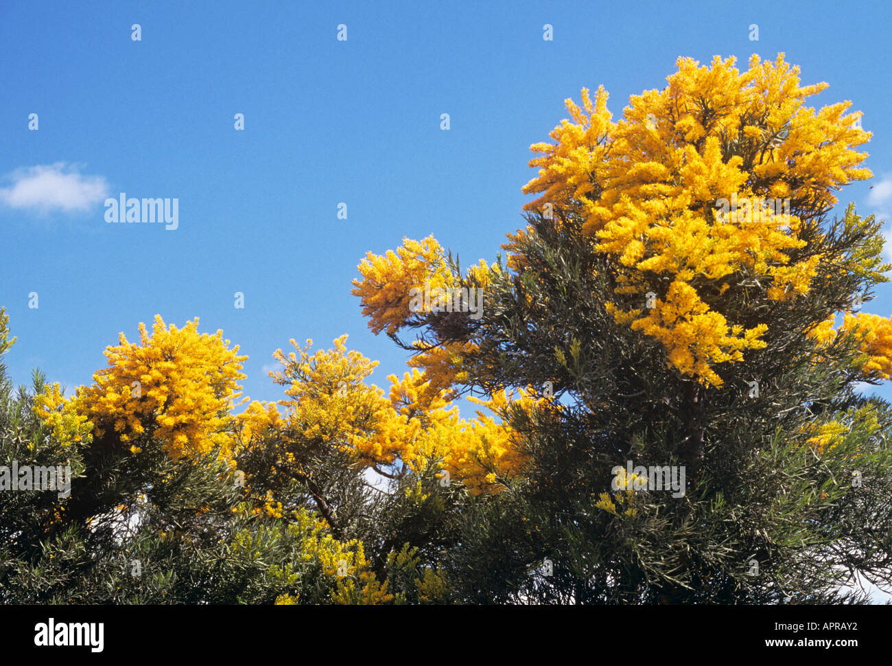 A green bush with yellow flowers an example of the varied flora which ...