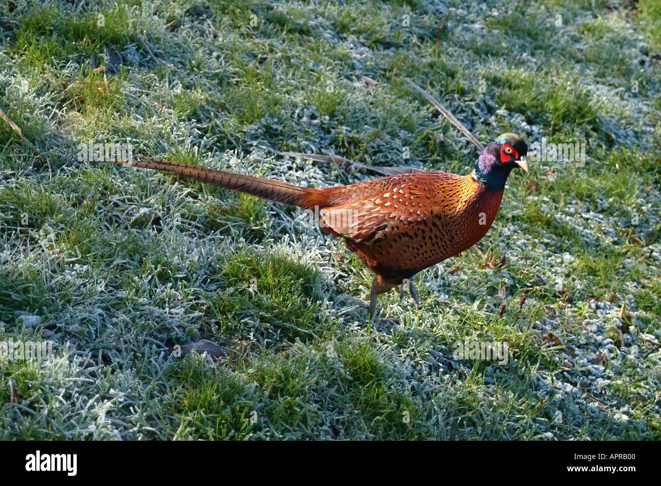 Male pheasant running hi-res stock photography and images - Alamy