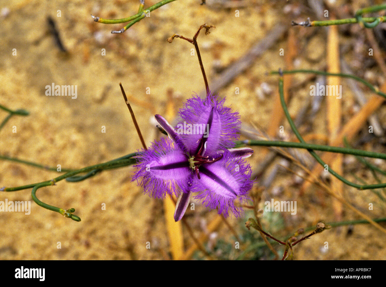 Tuberosusan hi-res stock photography and images - Alamy