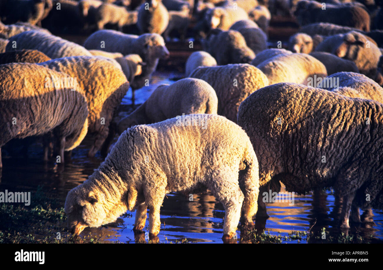 Merino sheep grazing in the outback Australia s first export product ...