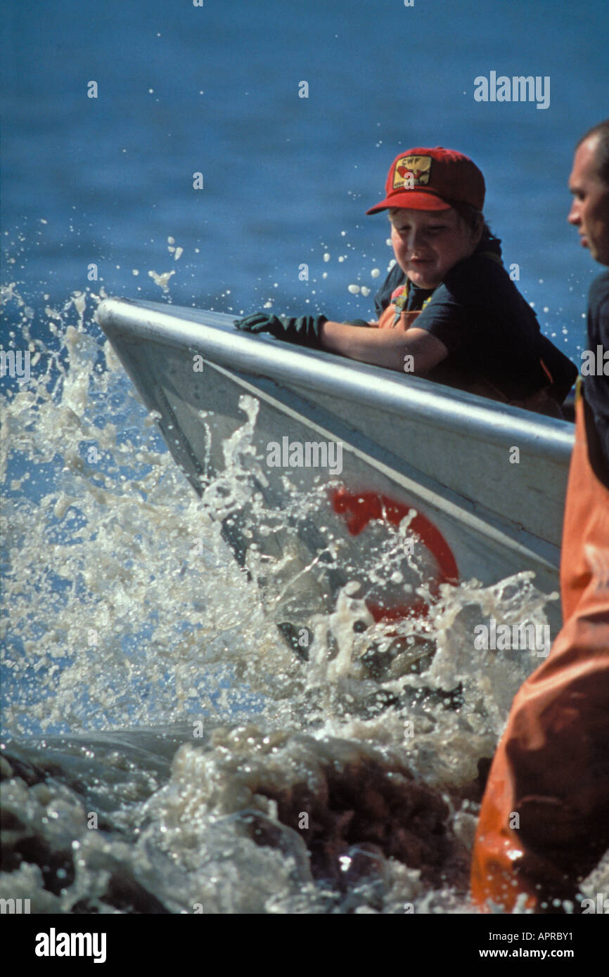 commercial set net fisherman leads a skiff to the beach after setting ...