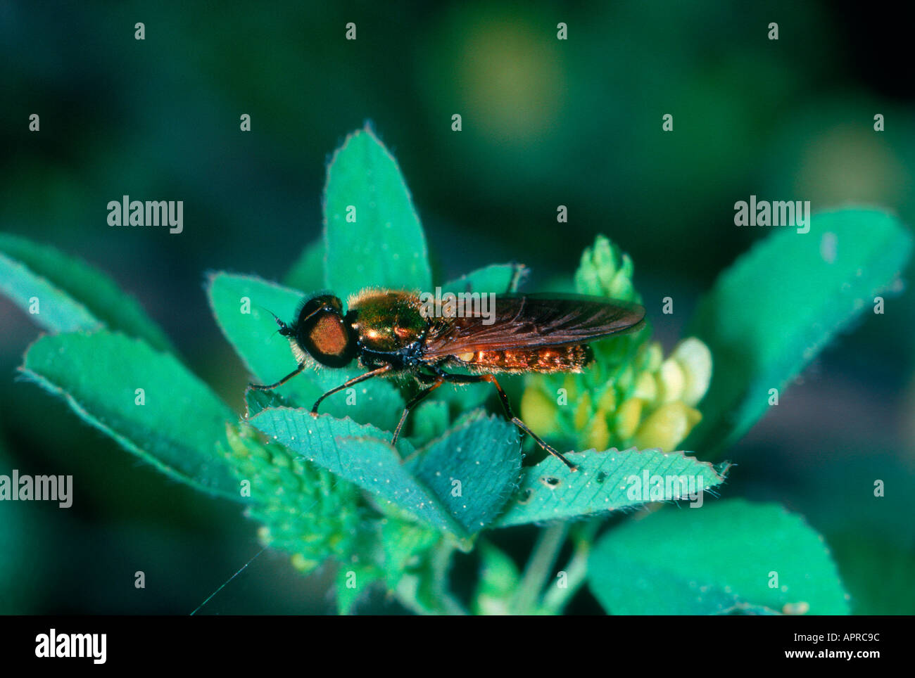 Soldier flies hi-res stock photography and images - Alamy