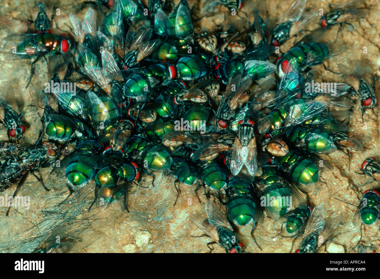 Cadaver fly hi-res stock photography and images - Alamy