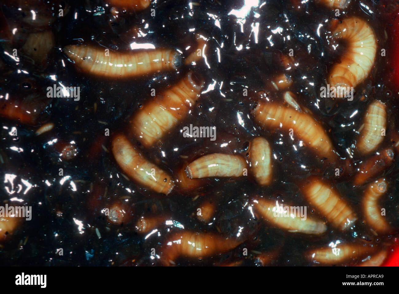 House fly maggot hi-res stock photography and images - Alamy