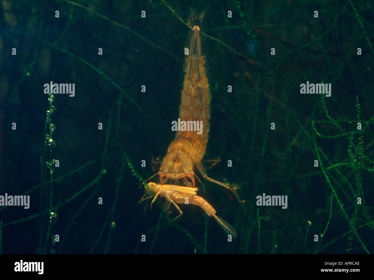 Diving Beetle, Dytiscus marginalis. Larva eating a prey. Life cycle ...