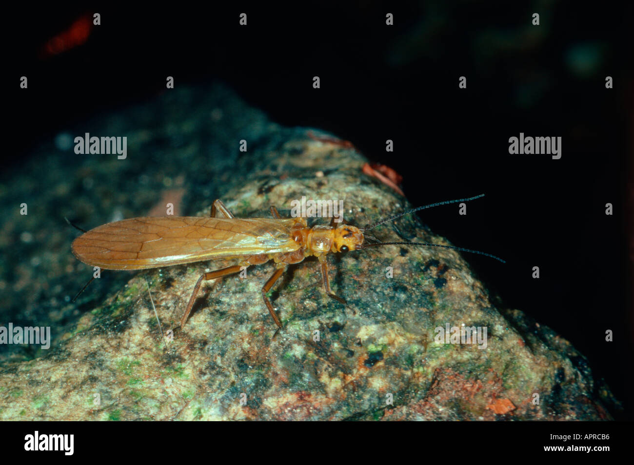 Stoneflies hi-res stock photography and images - Alamy