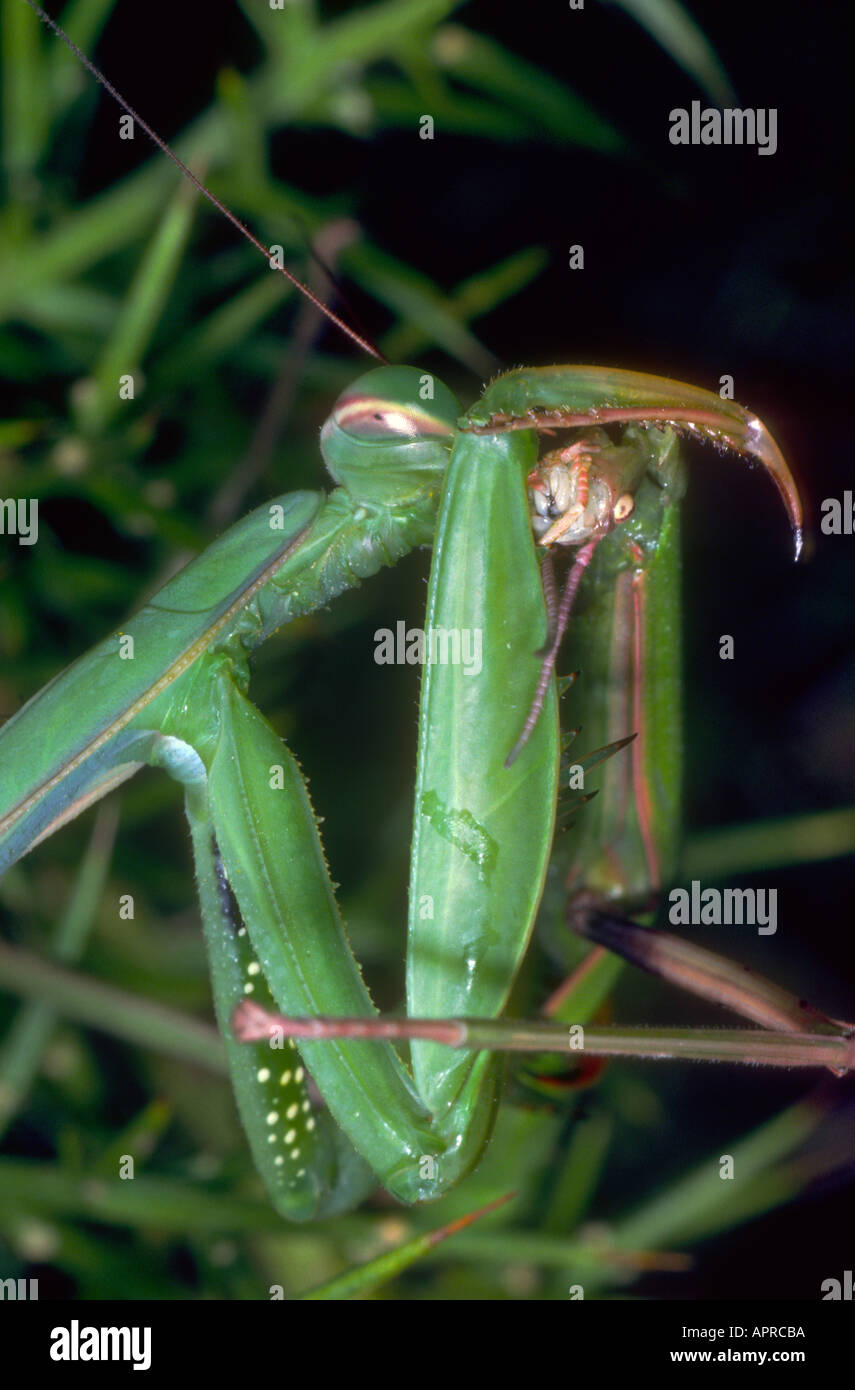 Praying Mantis, Mantis religiosa. Eating a Stick Insect Stock Photo - Alamy
