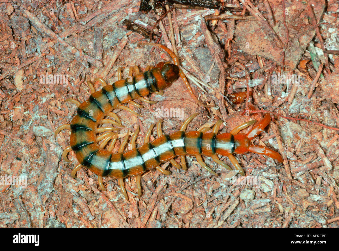 Megarian Banded Centipede, Scolopendra cingulatus. On ground Stock ...