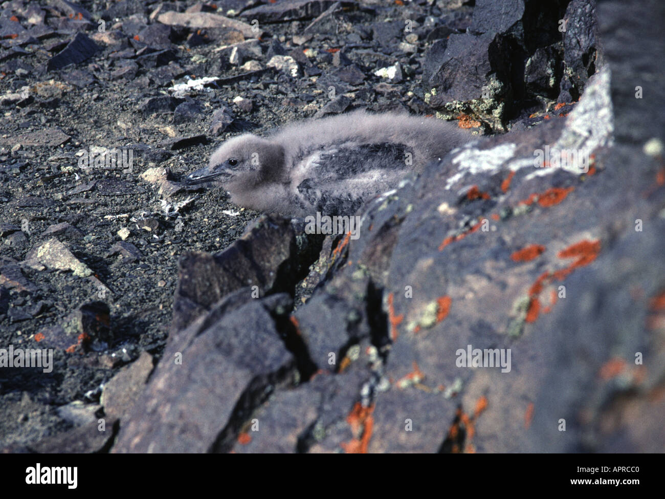 South polar skua chick Alexander Island Antarctica Stock Photo - Alamy