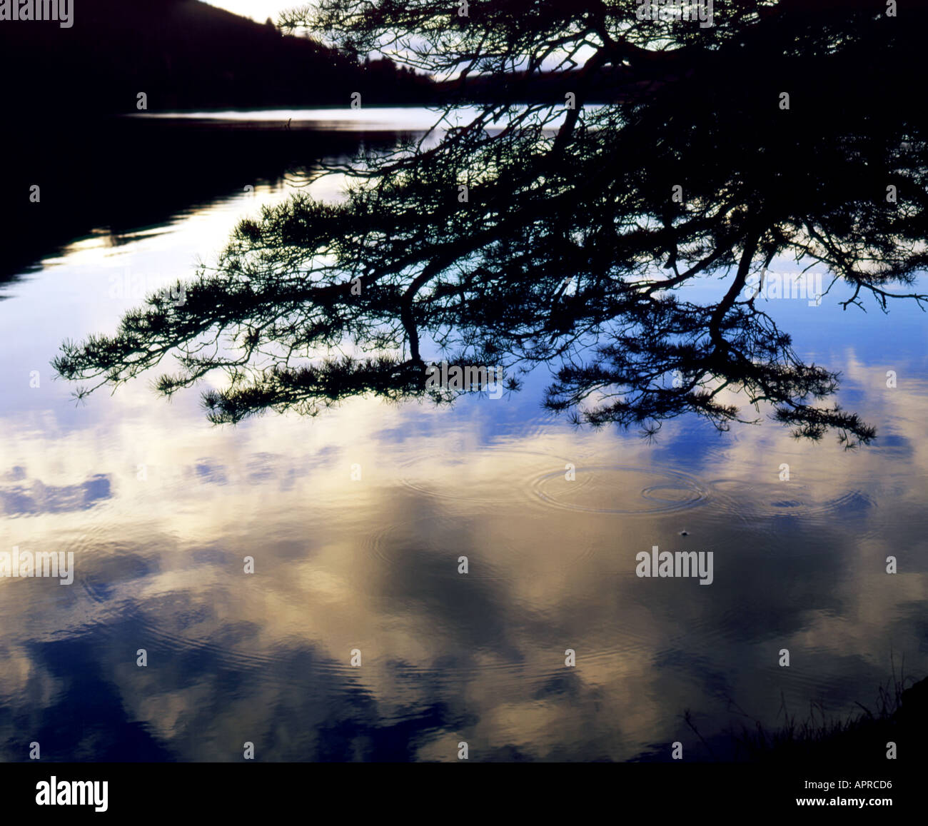 trees and reflection pontsticill reservoir brecon beacons national park ...