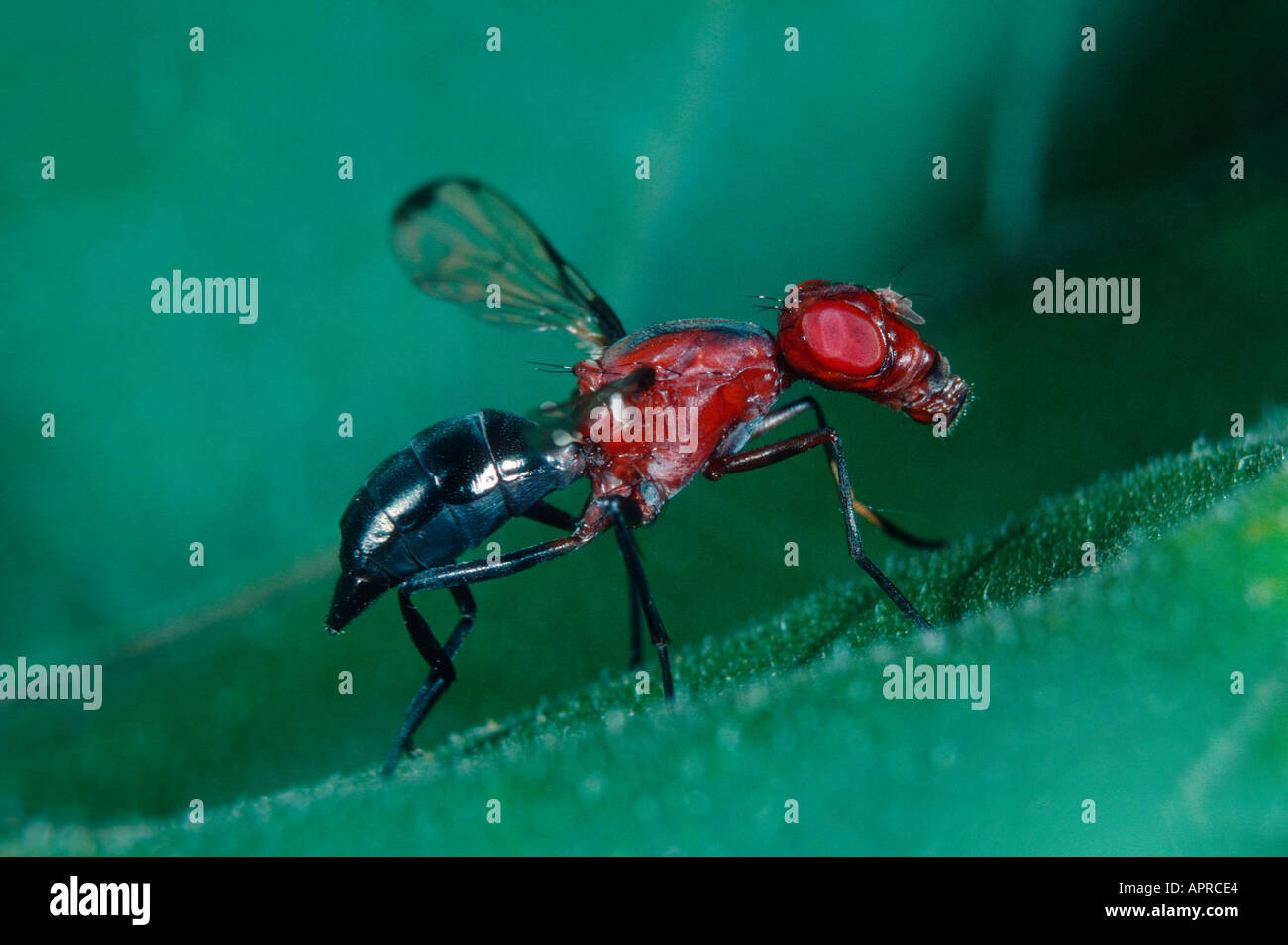 Platystomatidae sp hi-res stock photography and images - Alamy