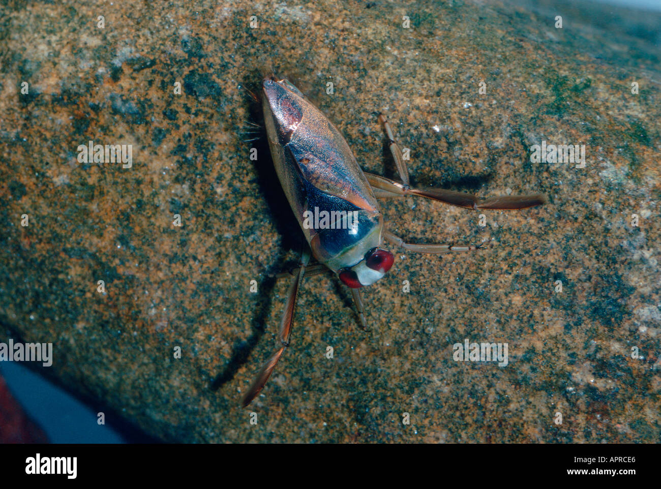 Notonecta viridis hi-res stock photography and images - Alamy
