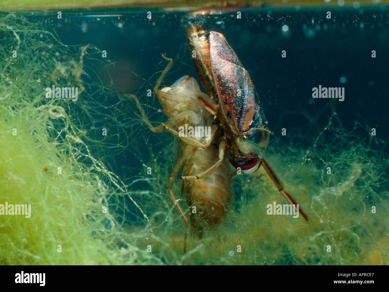 Backswimmer with prey hi-res stock photography and images - Alamy