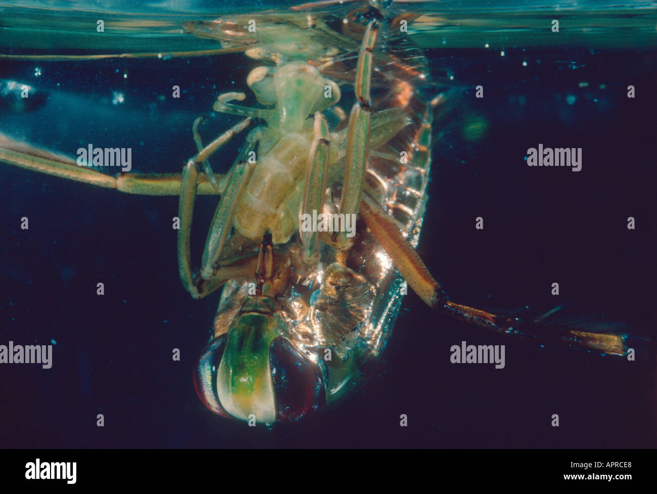 Notonecta viridis underwater eating hi-res stock photography and images ...