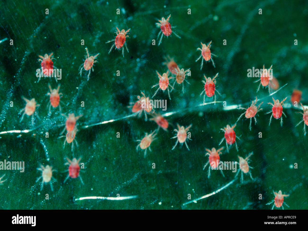 Tetranychus ulmi hi-res stock photography and images - Alamy