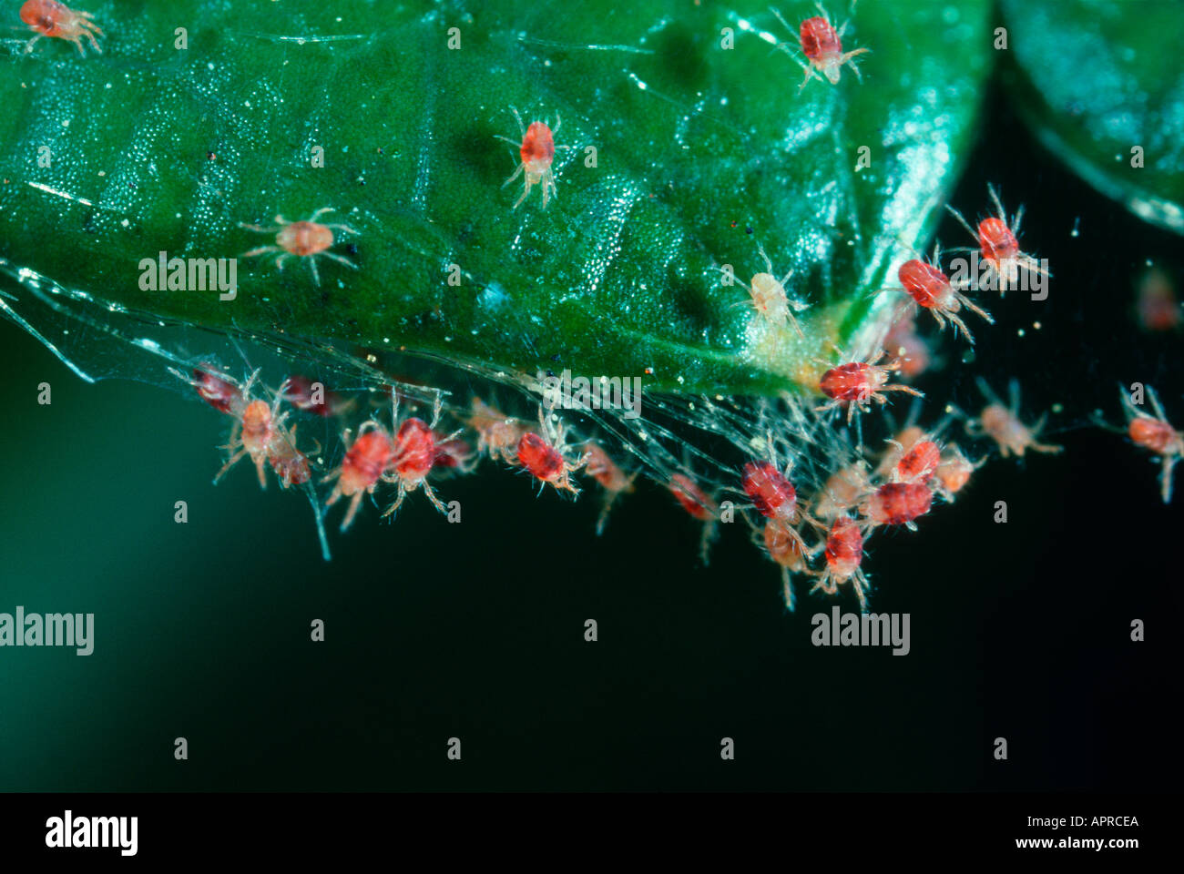 Red spider mite garden hi-res stock photography and images - Alamy