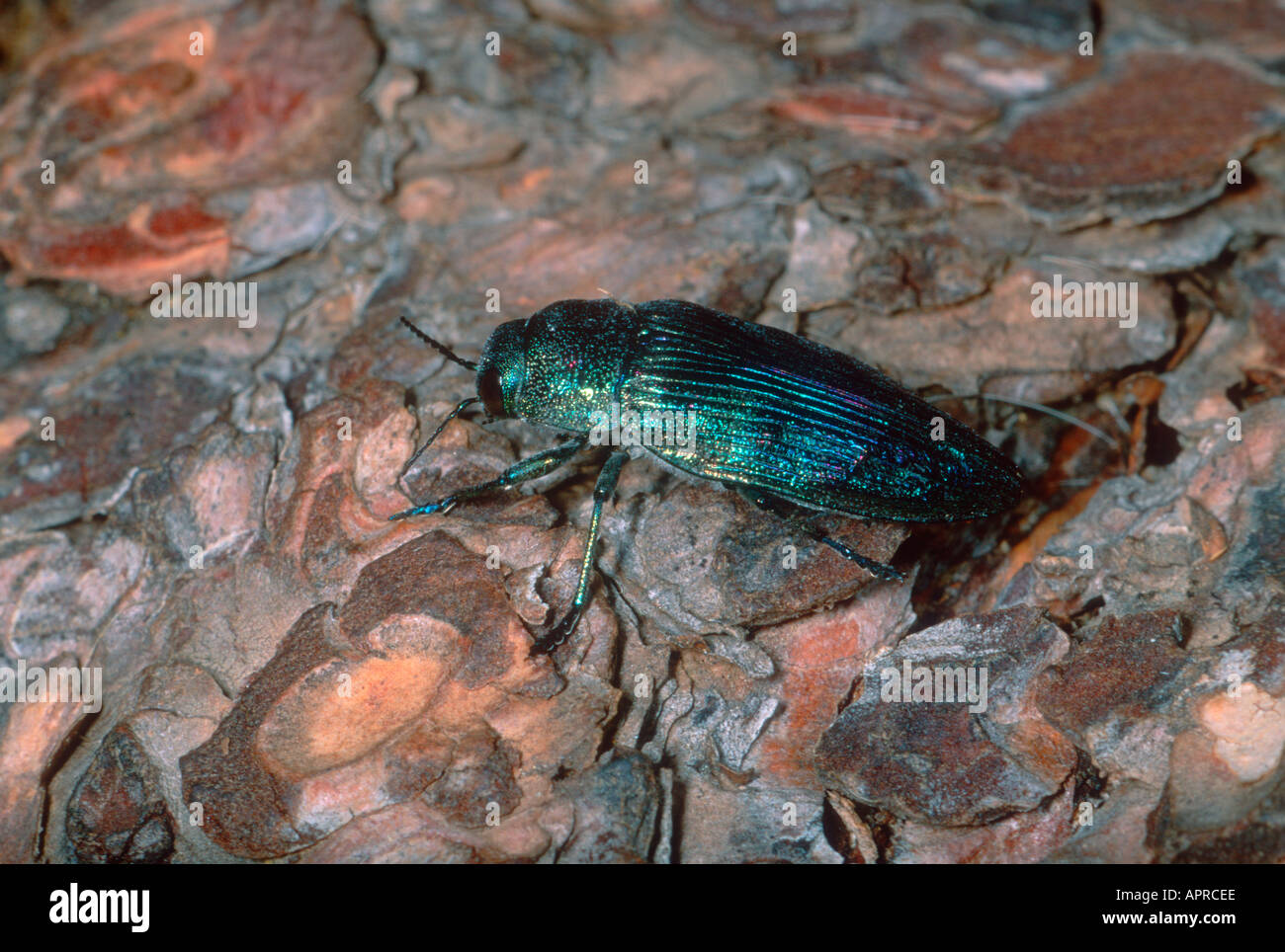 Bupestris hi-res stock photography and images - Alamy
