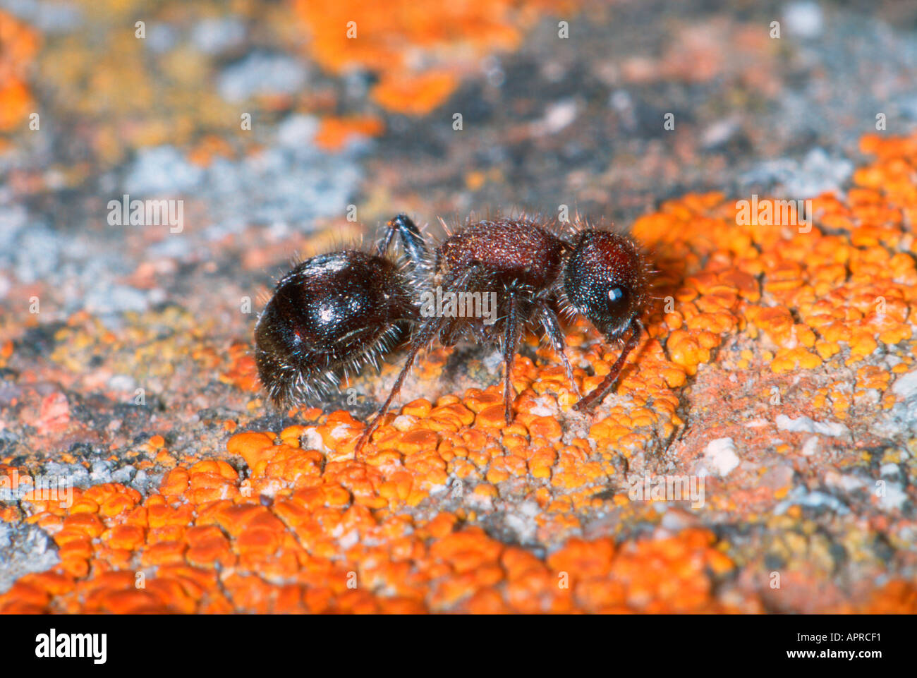 Ground wasp hi-res stock photography and images - Alamy