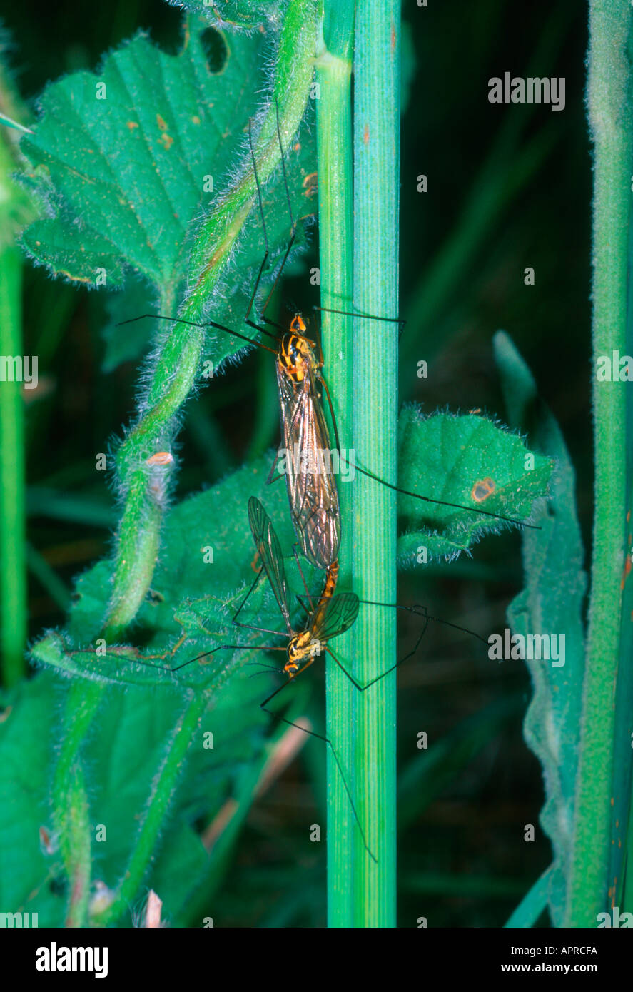 Mating crane flies hi-res stock photography and images - Alamy