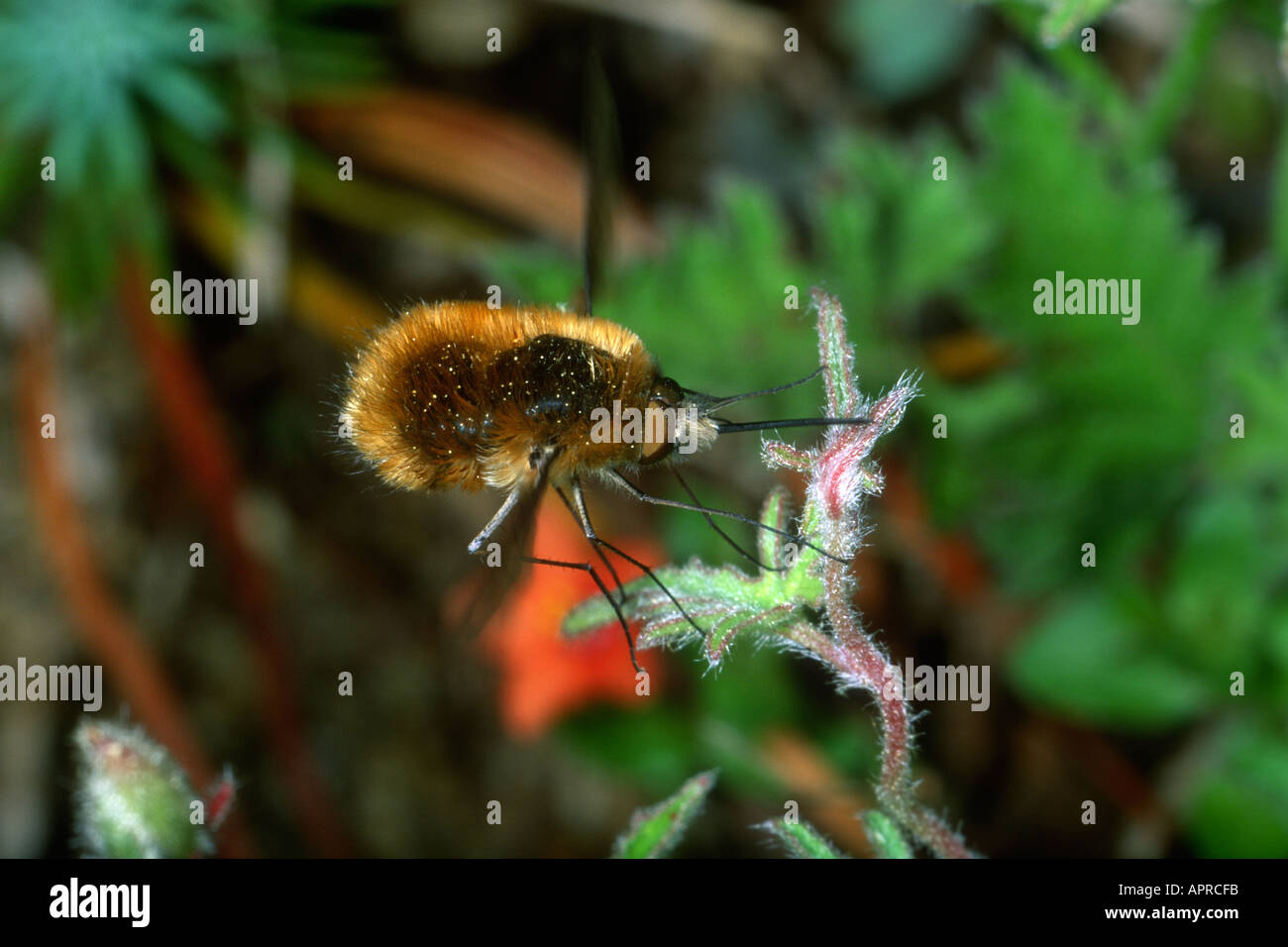 Bee Fly Bombylius major In flight Stock Photo - Alamy