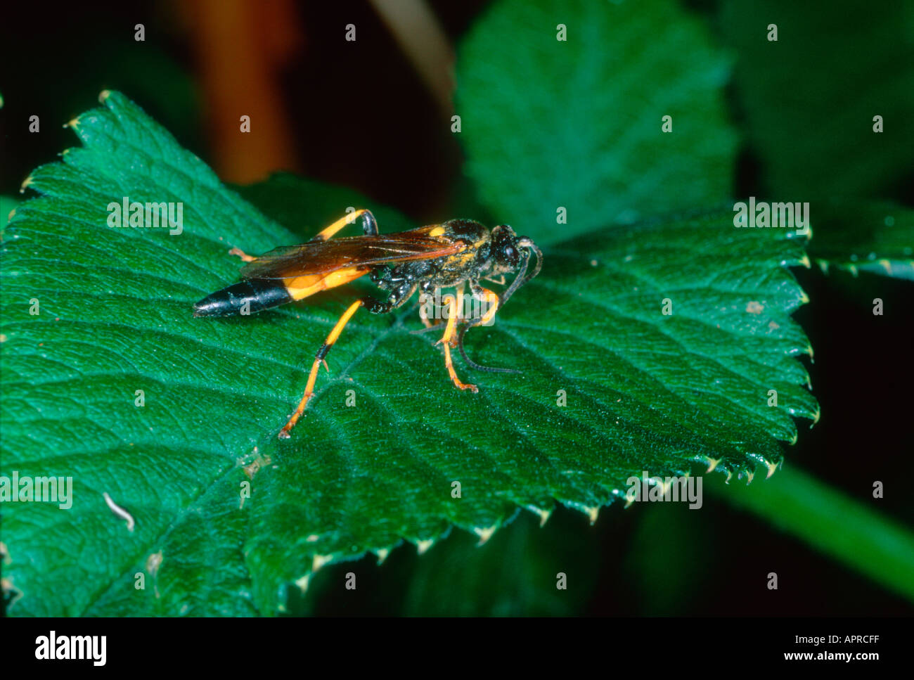 Ichneumon Wasp, Dyphyus sp. Collecting nectar on flower Stock Photo - Alamy