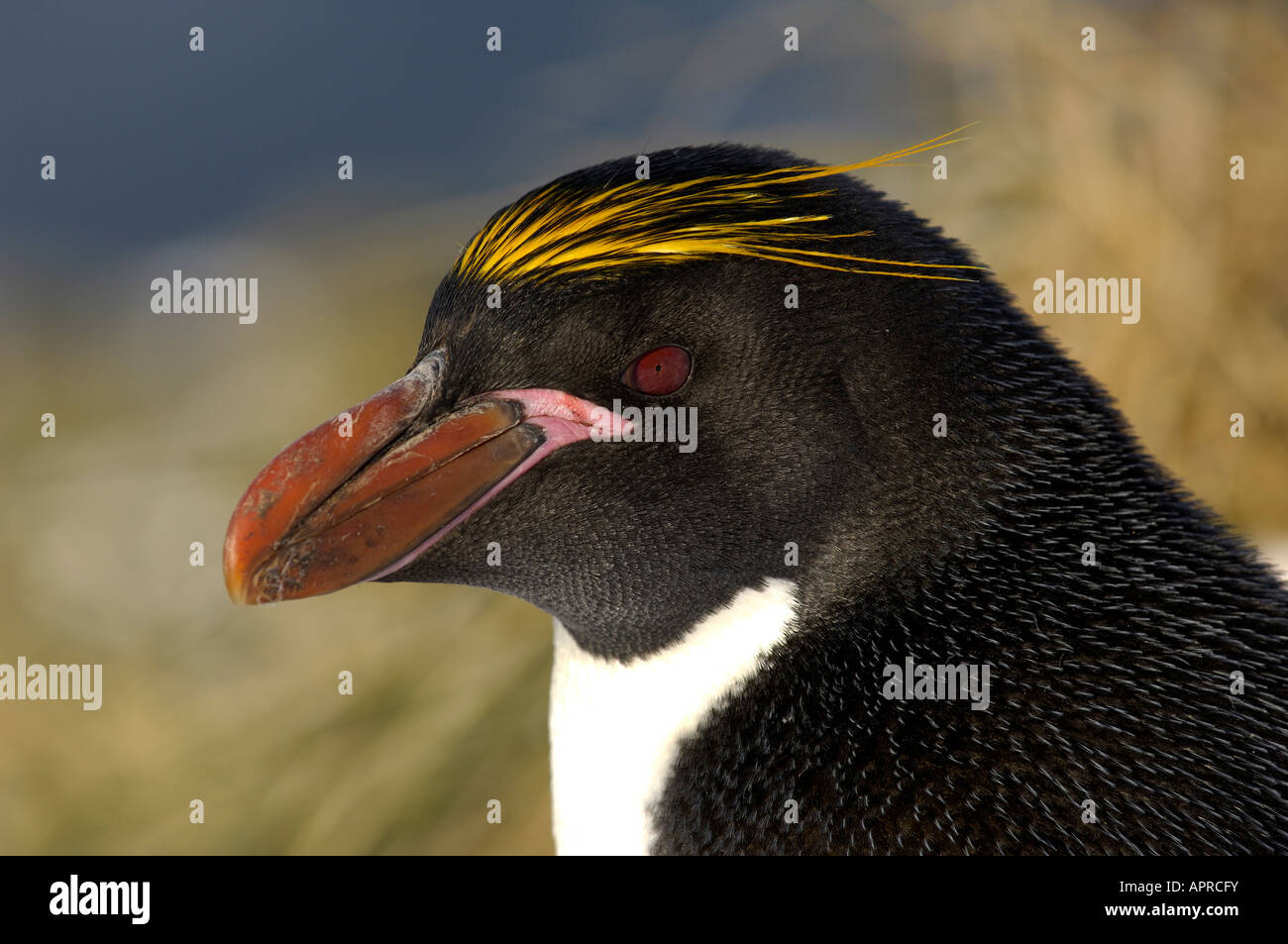 Macaroni Penguin Eudyptes chrysolophus Cooper Bay South Georgia ...