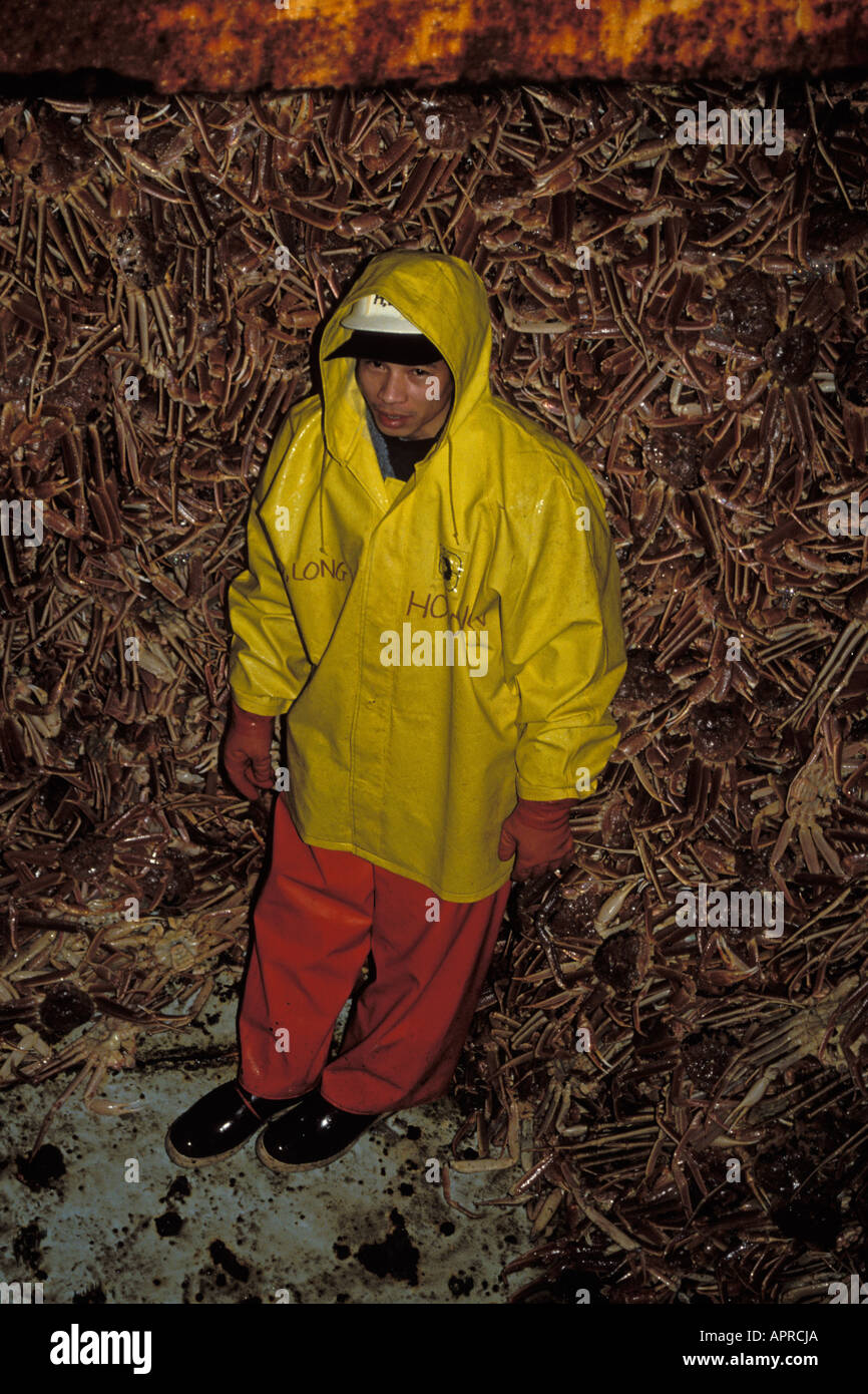 processing snow crab or tanner crab Chioecetes bairdi off load in ...