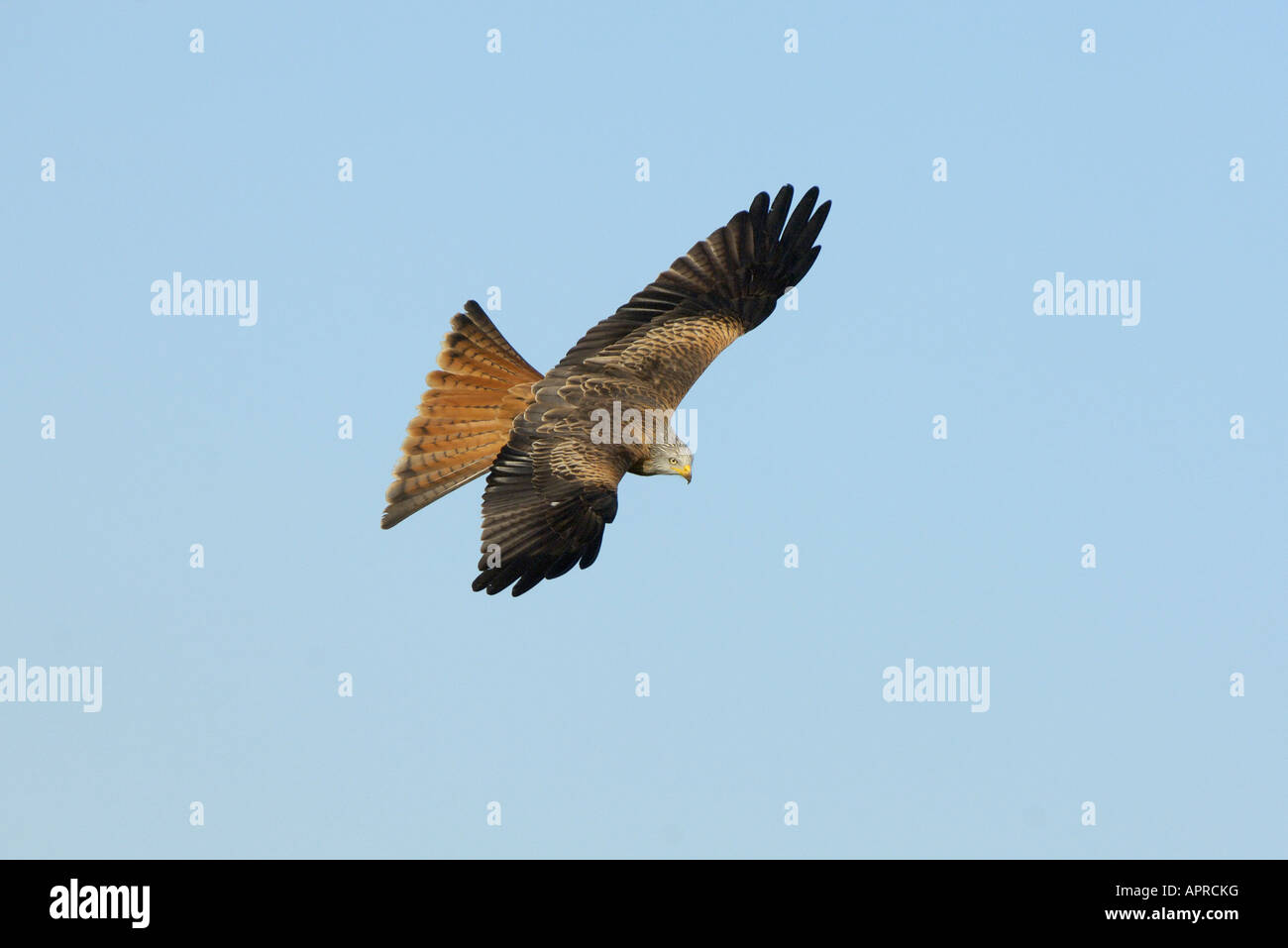 Rare red kite hi-res stock photography and images - Alamy