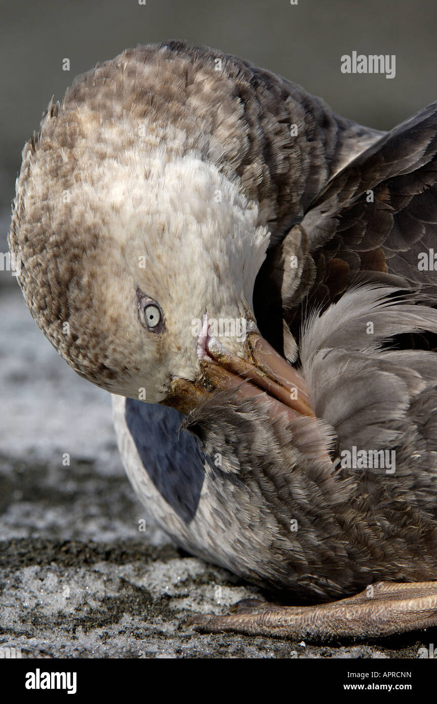 Southern Giant Petrel Macronectes giganteus Gold Harbour South Georgia ...