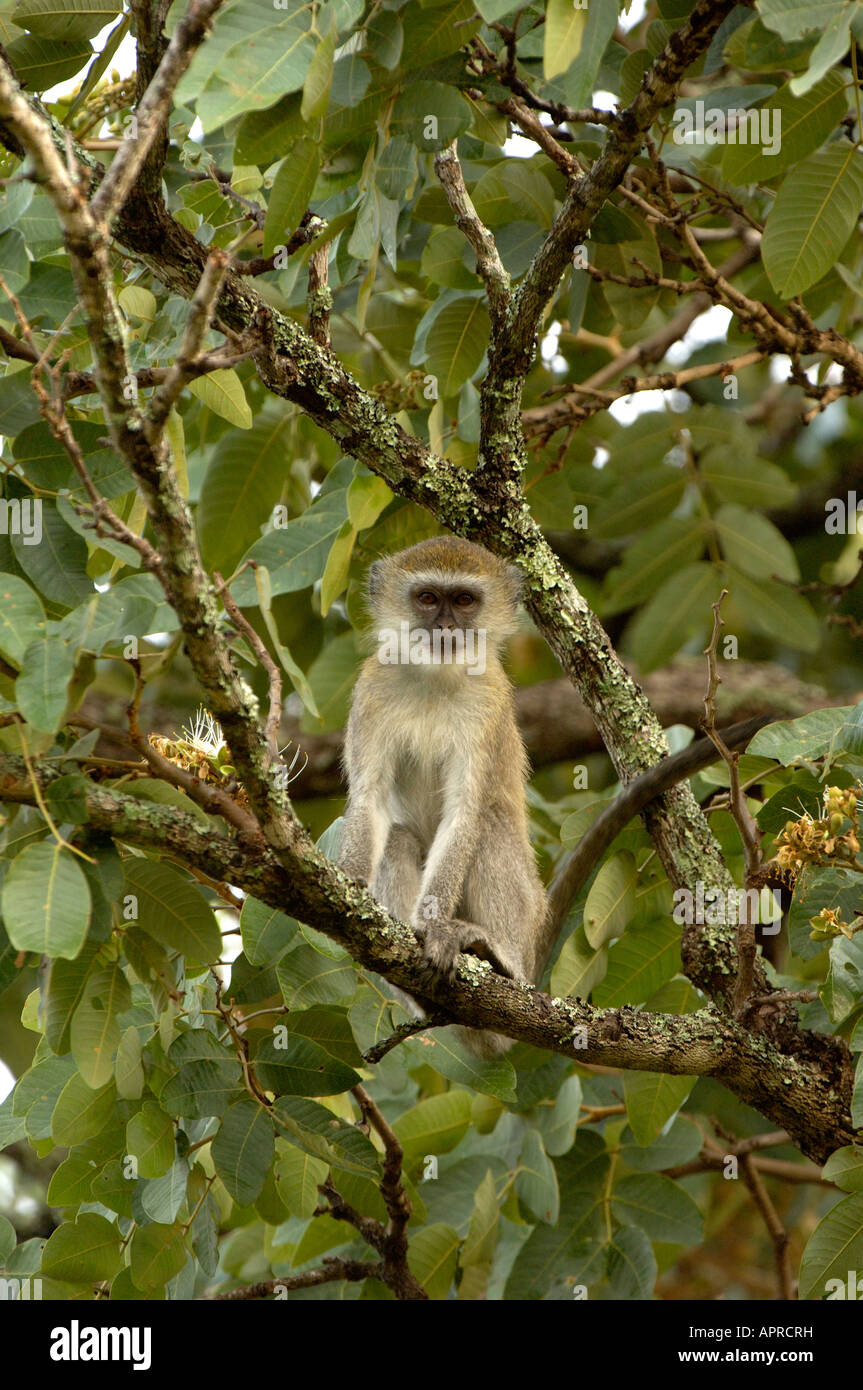 Vervet Monkey Cercopithecus aethiops pygerythrus Kasanka National Park ...