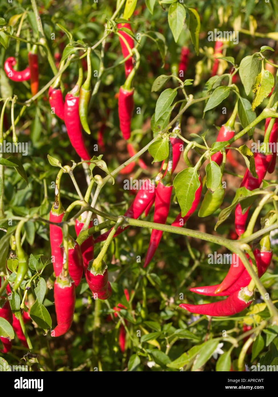 chili peppers growing in Myanmar Stock Photo - Alamy
