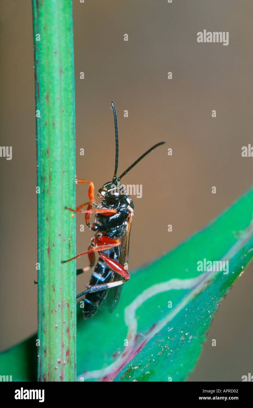 Ichneumon flies hi-res stock photography and images - Alamy