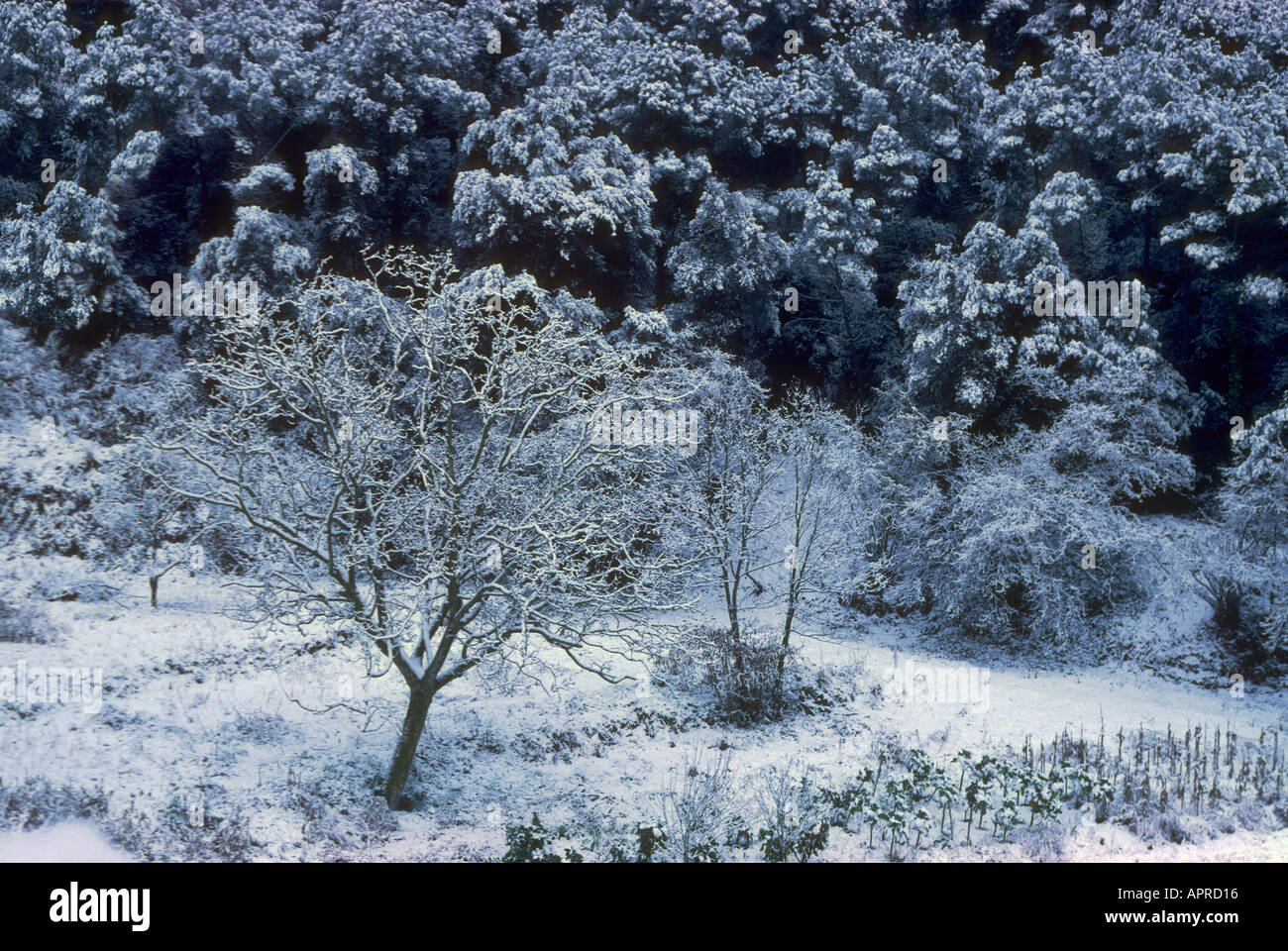 Snow covered walnut tree hi-res stock photography and images - Alamy