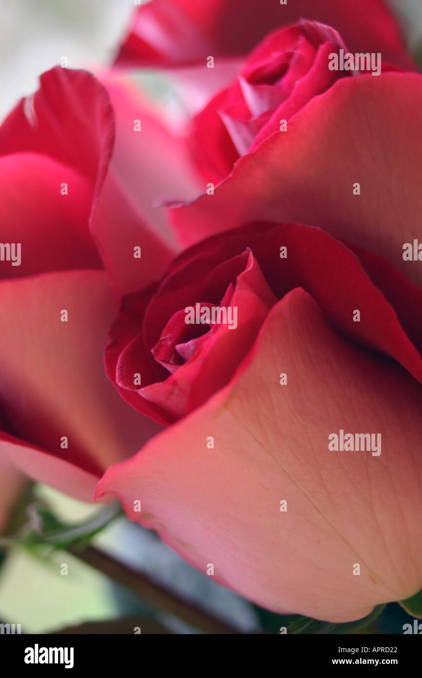 Bunch of red Roses Stock Photo - Alamy