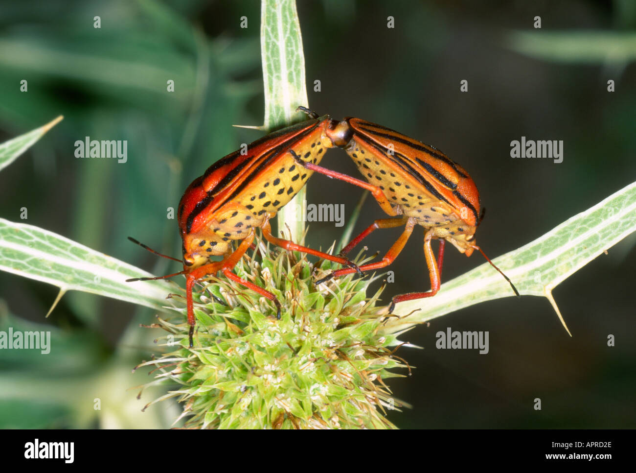 Shield Bugs, Graphosoma semipunctatum. Pair mating Stock Photo - Alamy