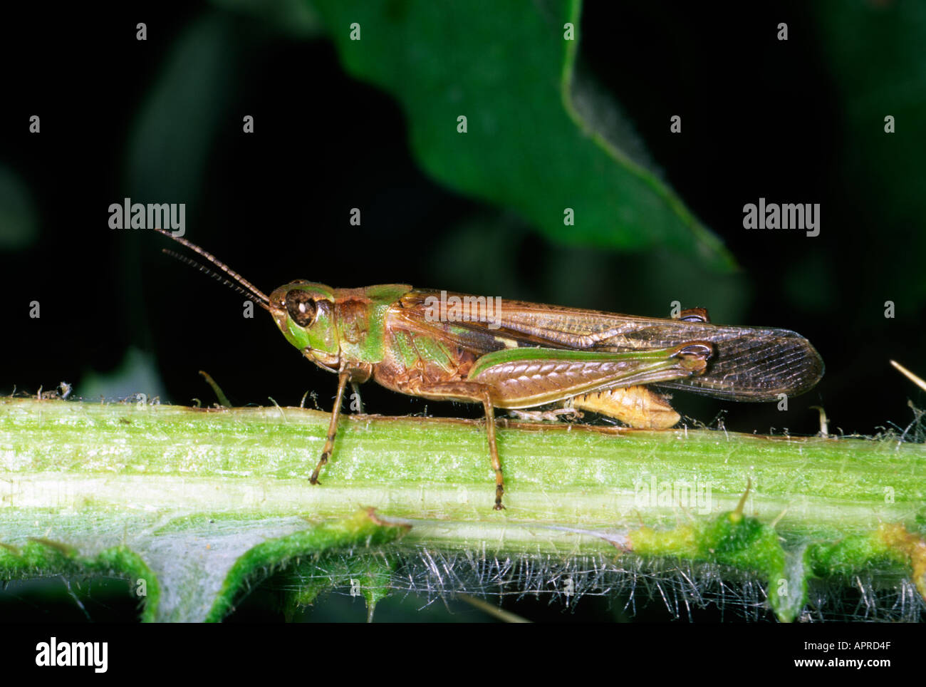 Locusta hi-res stock photography and images - Alamy