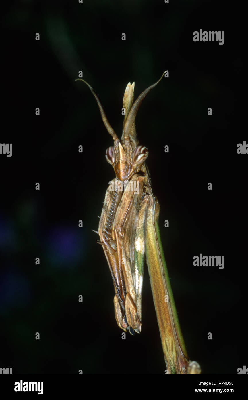 Mantis, Empusa pennata. Head and front legs close-up Stock Photo - Alamy